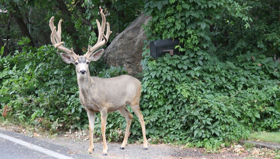 Vrhovni sud u Norveškoj doneo odluku u korist uzgajivača irvasa | Biznis.rs