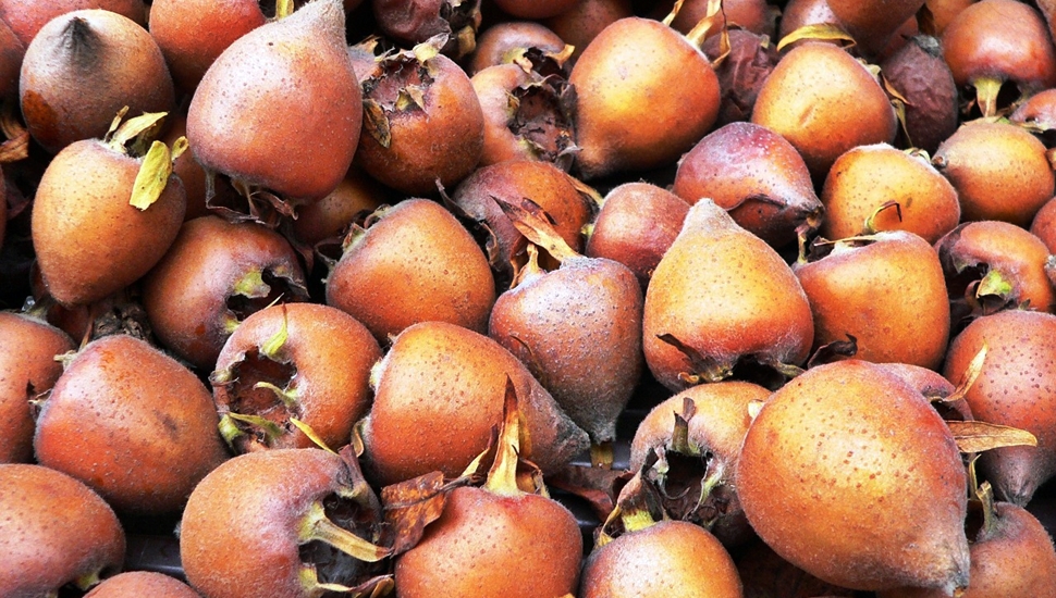 Mušmule su sigurna investicija, za kilogram do 120 dinara | Biznis.rs