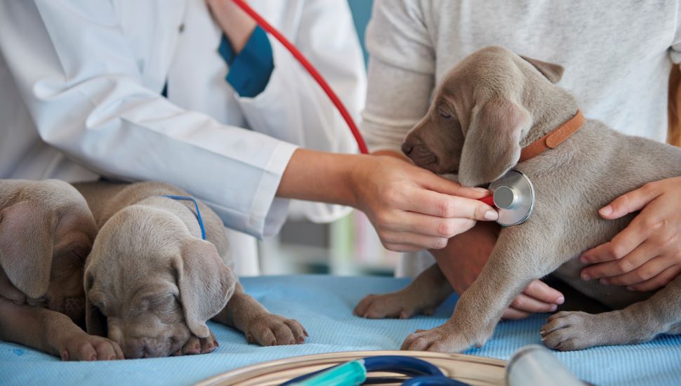 Na cene veterinarskih usluga u Srbiji najviše utiču cene lekova | Biznis.rs
