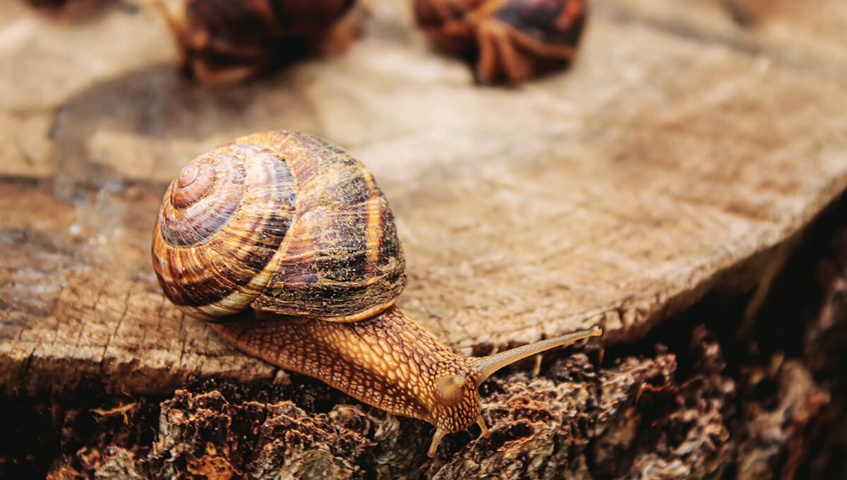 Etleboro.org - Zagorka Dolovac tužiteljki namešta afere jer neće da ...