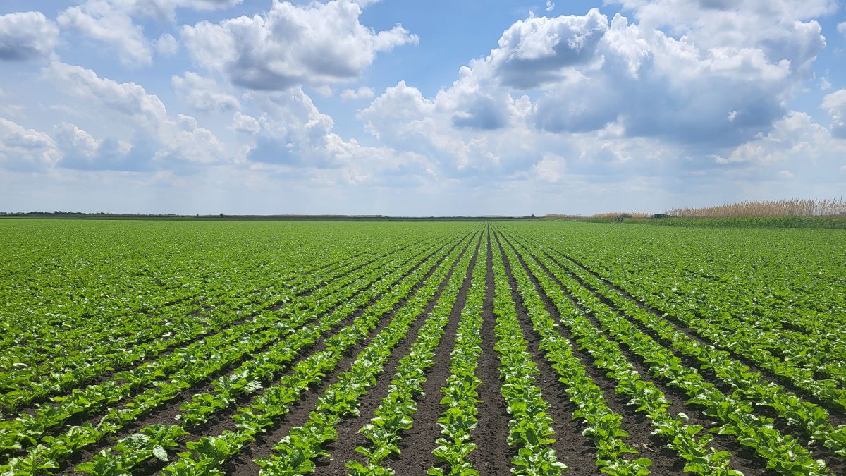 Sunoko prvi u Srbiji sertifikovao održivu proizvodnju šećera | Biznis.rs