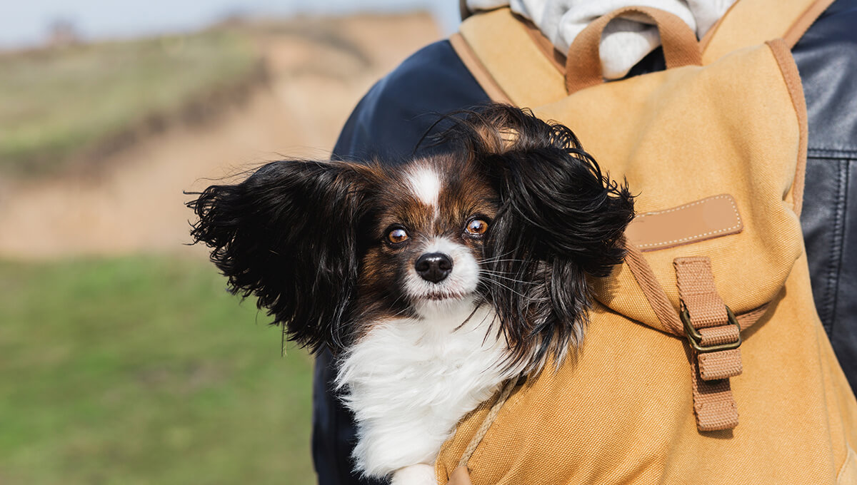 Za ulazak u zemlje EU sa ljubimcem potrebno oko 100 evra i tri meseca ...