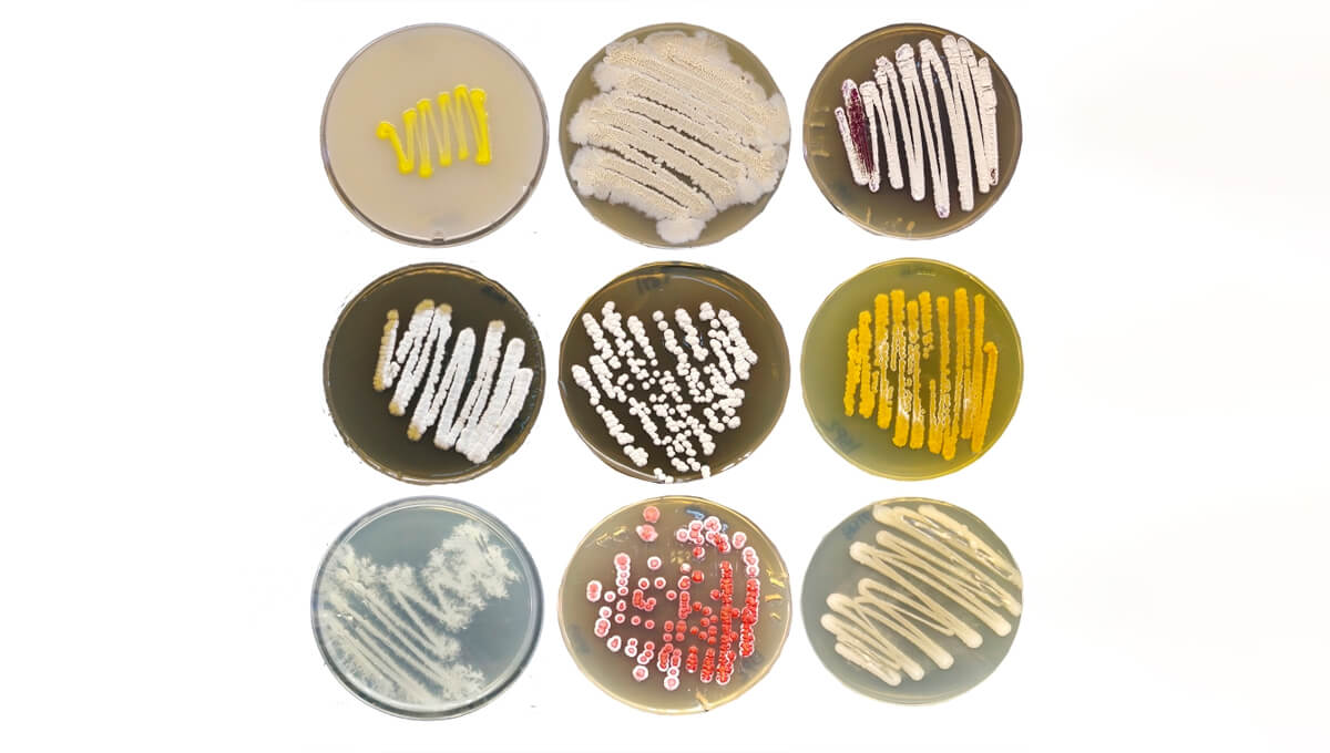 Domaći projekat za razvoj ekoloških, ali i jeftinijih bioterapeutika ...