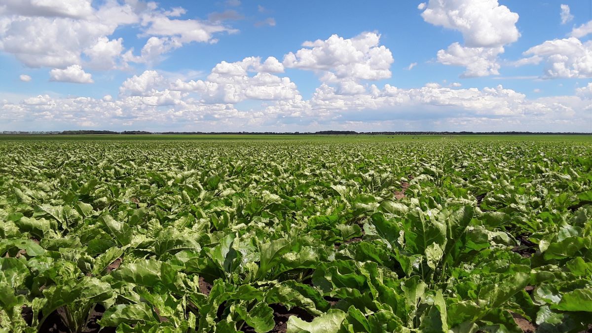 Počela setva šećerne repe u okviru Sunoko kooperacije | Biznis.rs