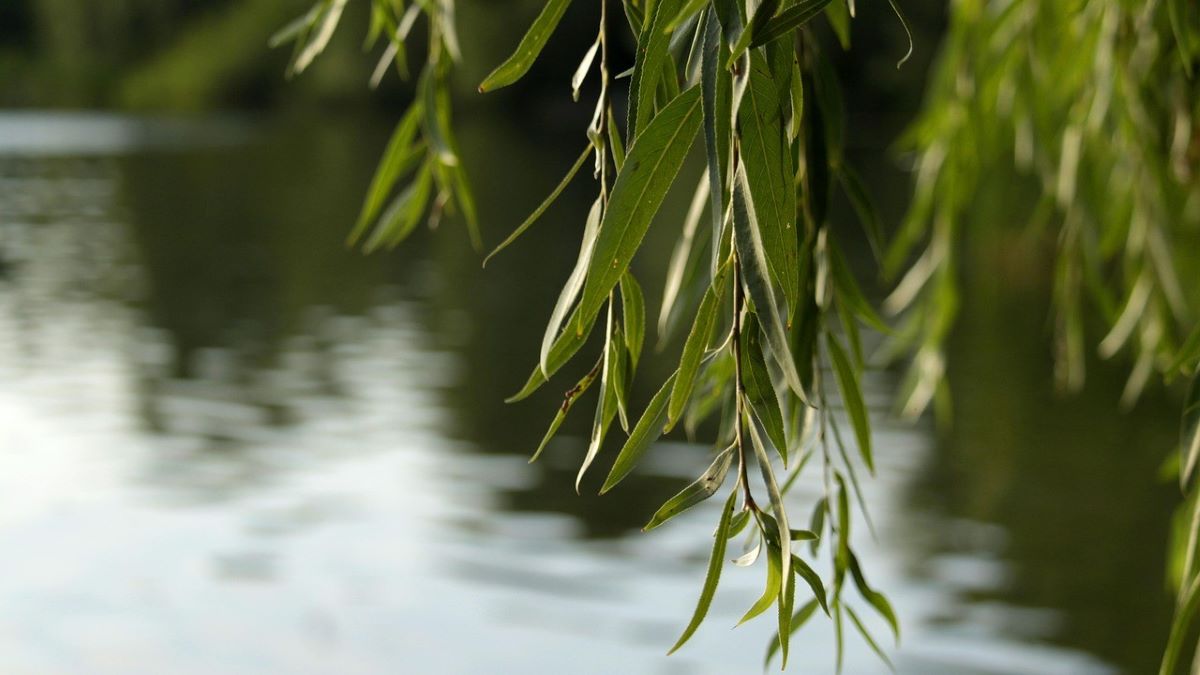 EBRD razmatra davanje kredita za gradnju brane na reci Ub - Naslovi.net